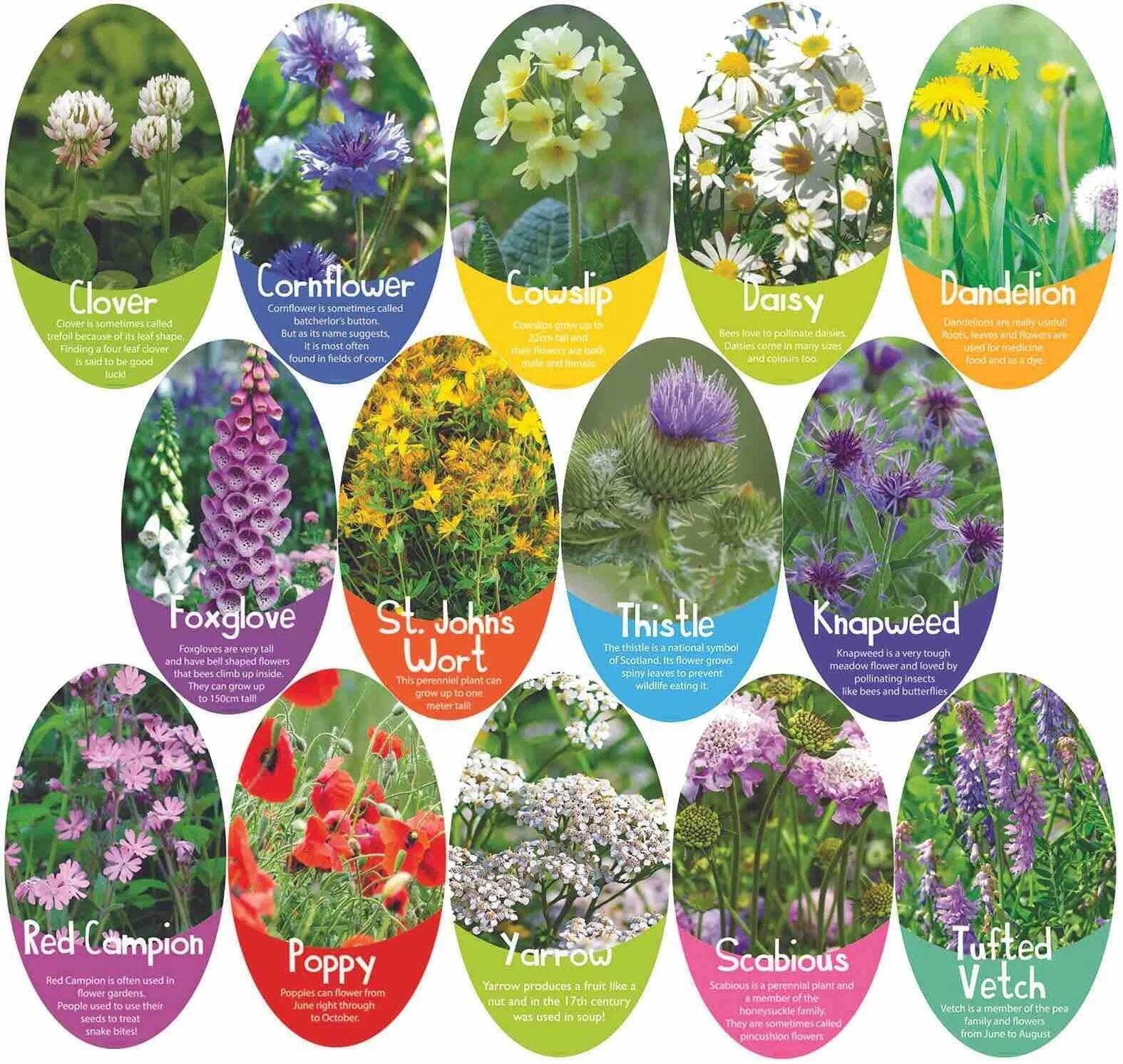 Set of 14 Wild Flower Signs