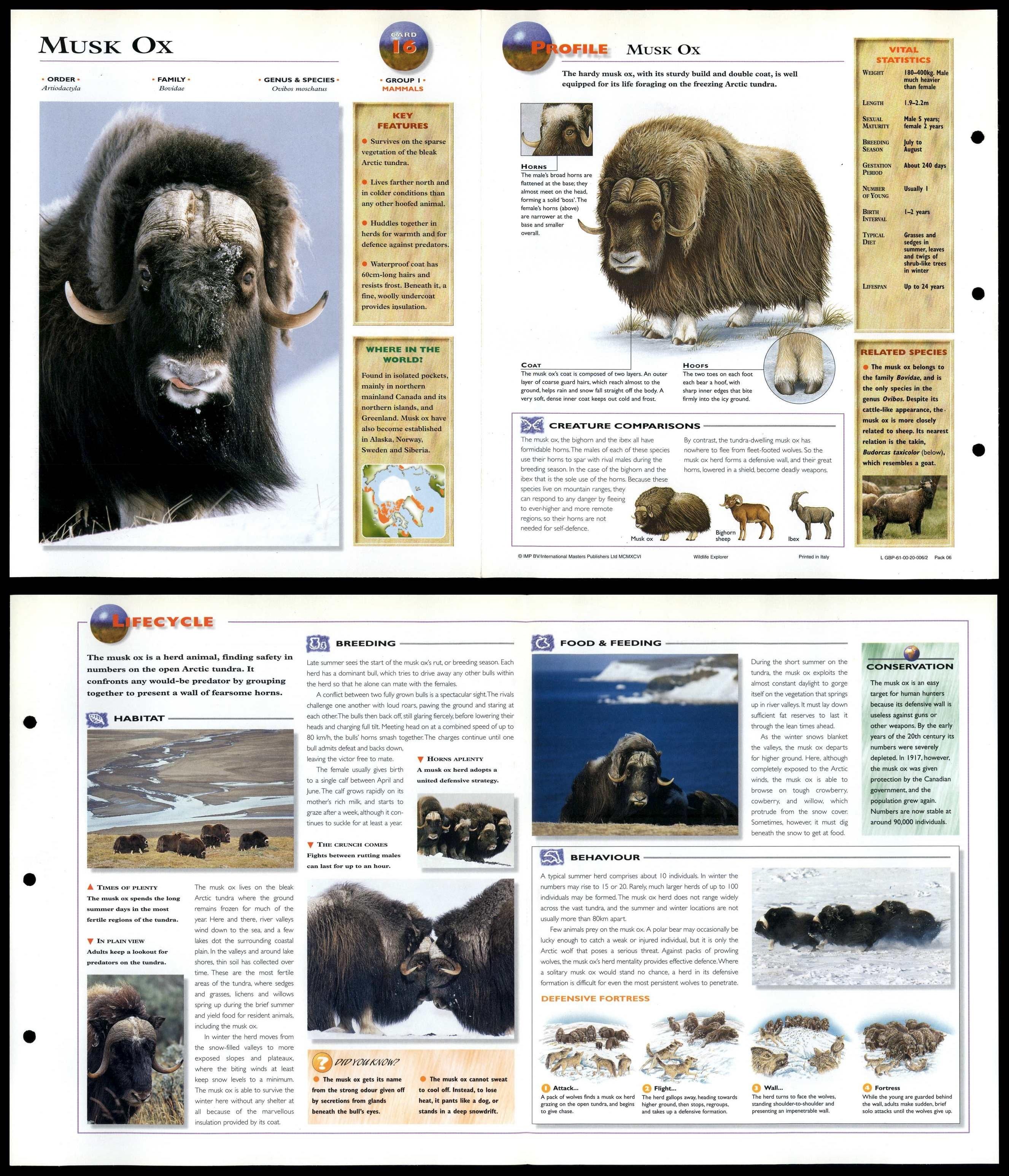 Musk Ox #16 Mammals - Wildlife Explorer Fold-Out Card