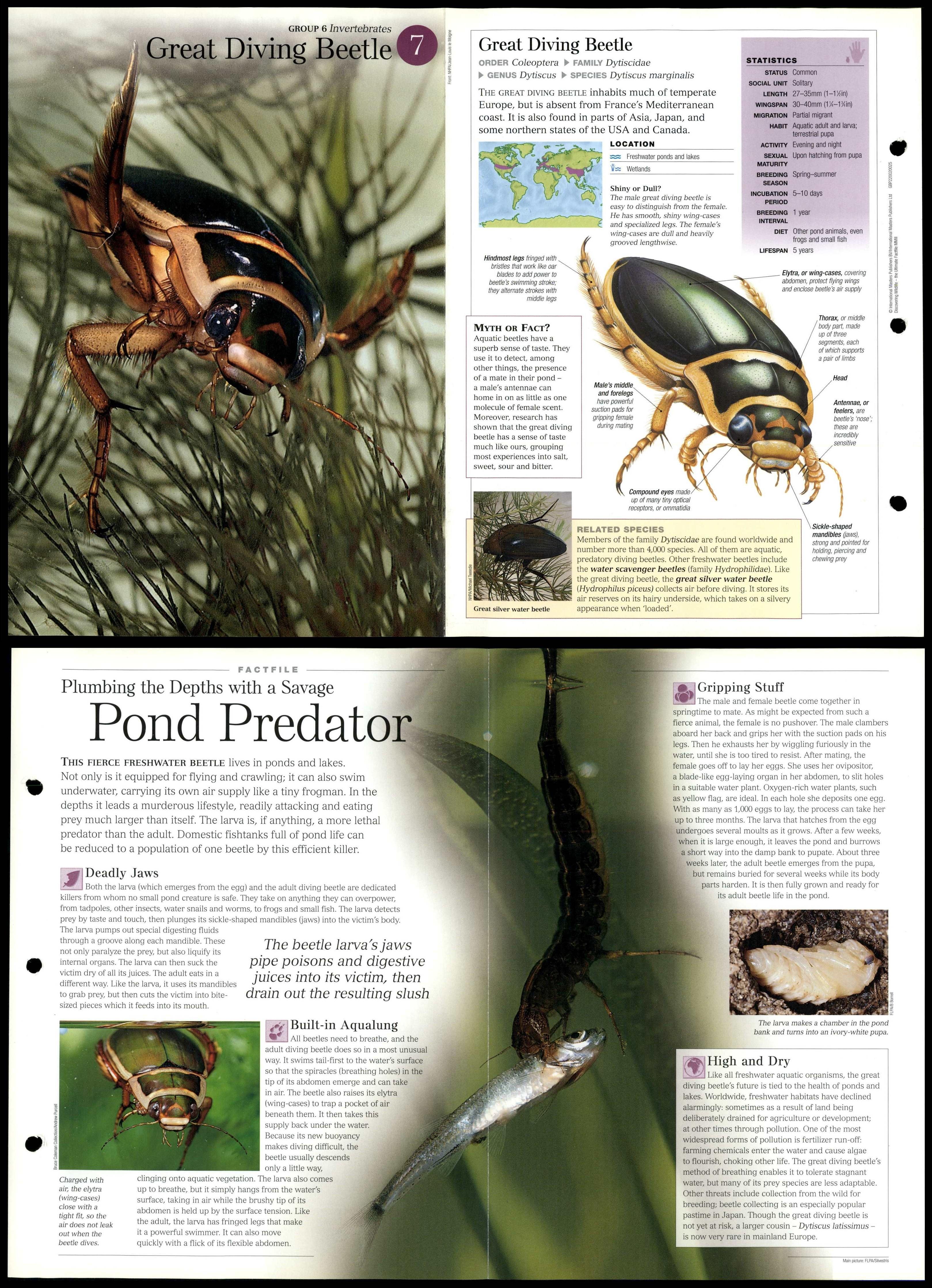 Diving Beetle Facts at Wilma Breazeale blog