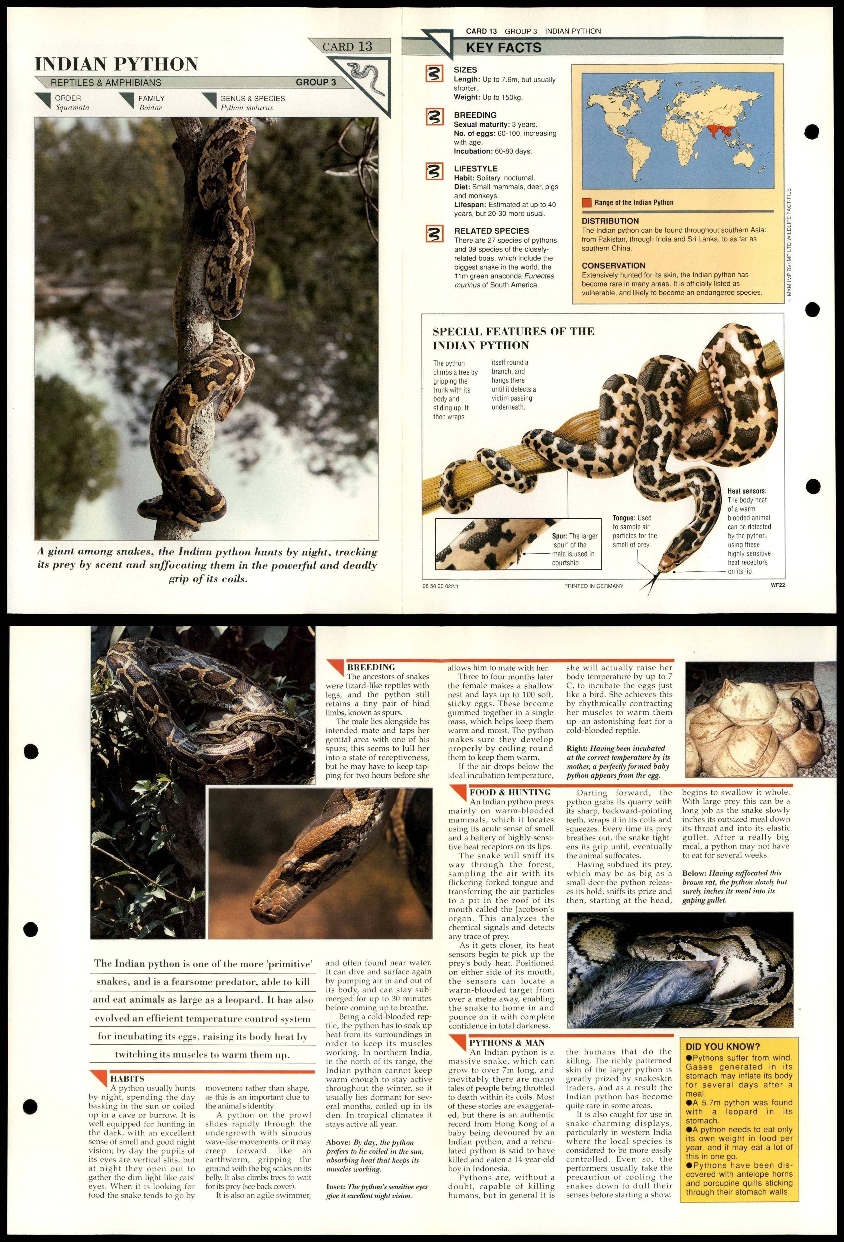 indian-python-13-reptiles-wildlife-fact-file-fold-out-card
