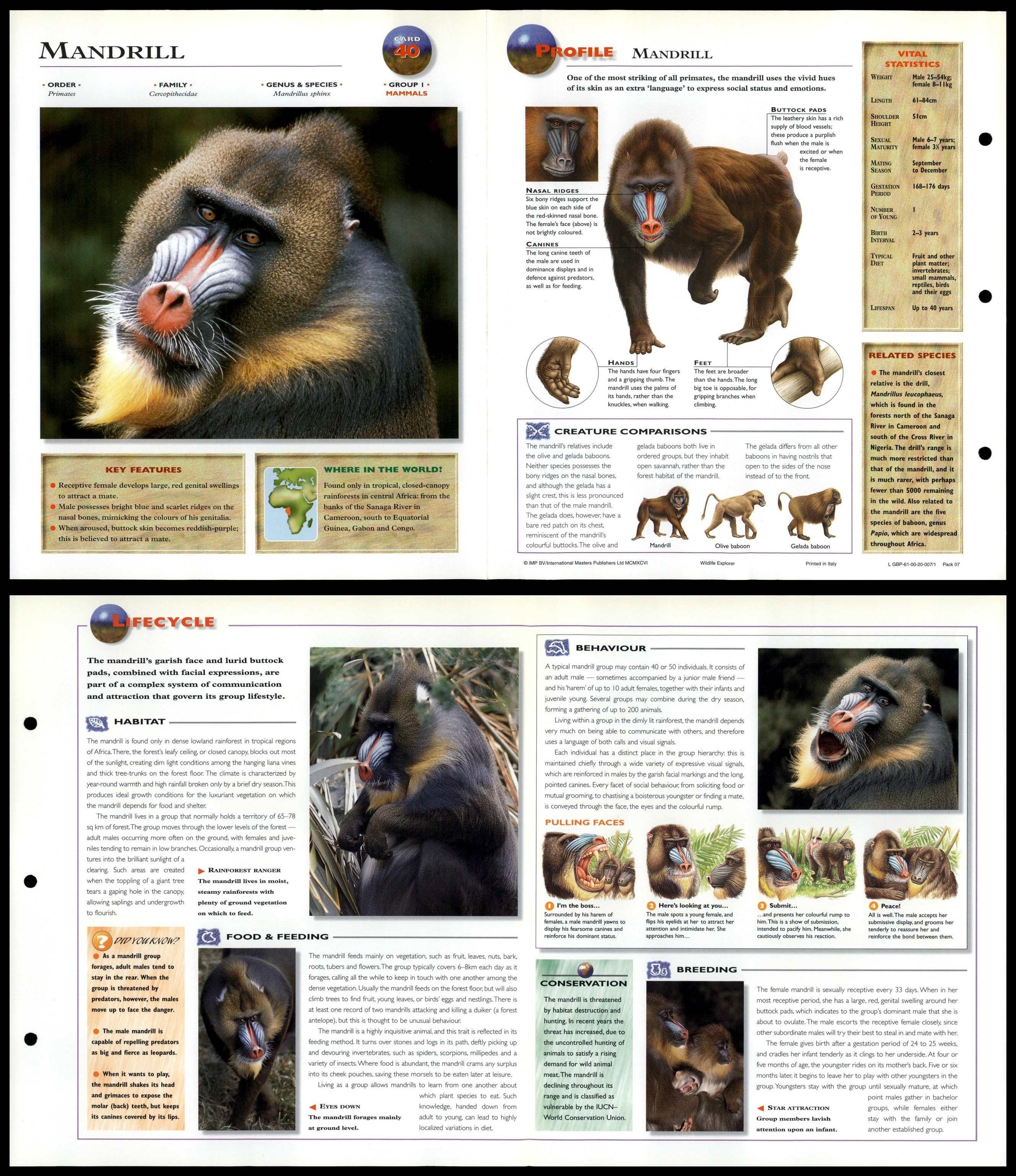 Mandrill #40 Mammals - Wildlife Explorer Fold-Out Card