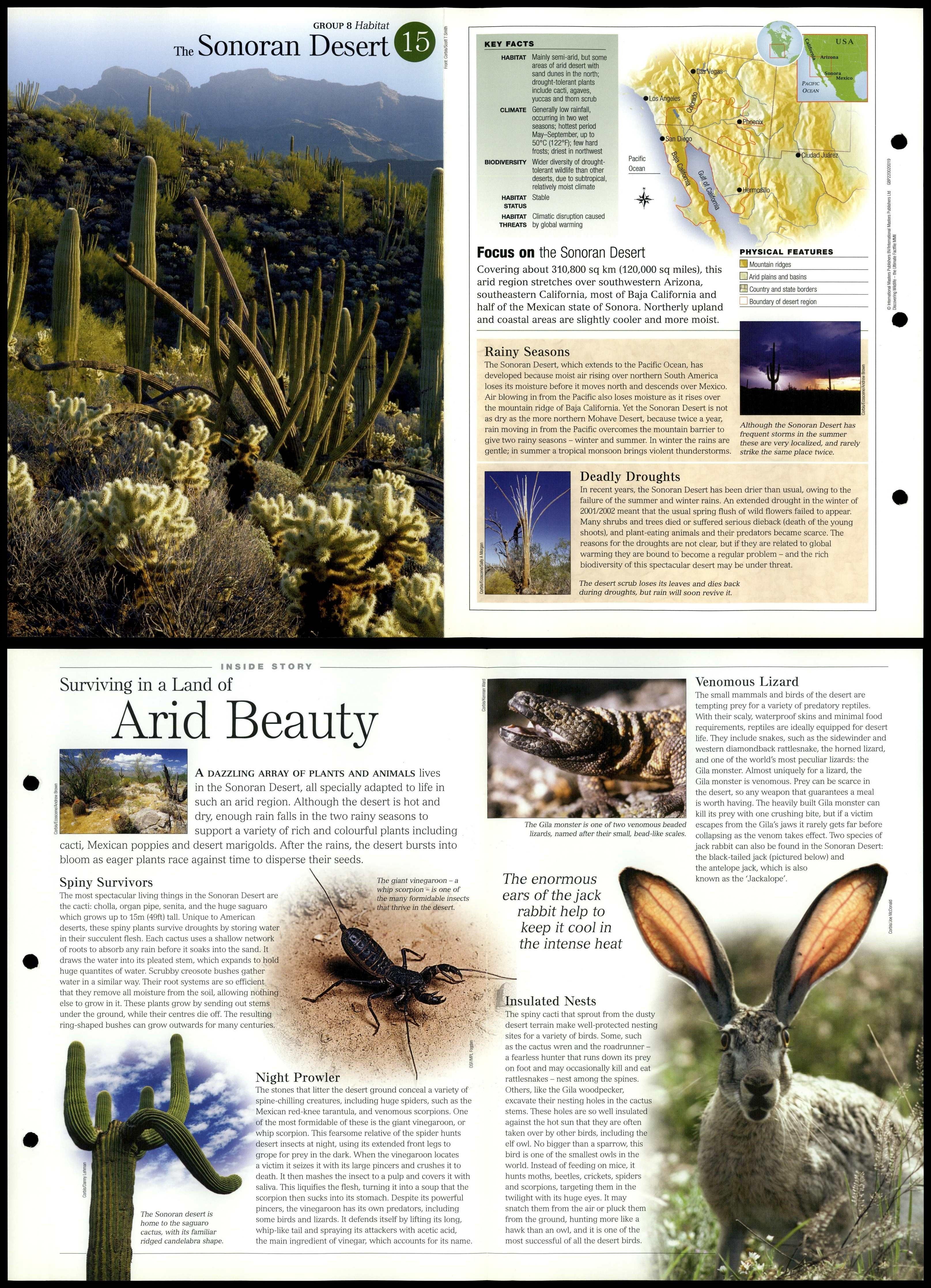Habitats In The Sonoran Desert at Tami Lumley blog