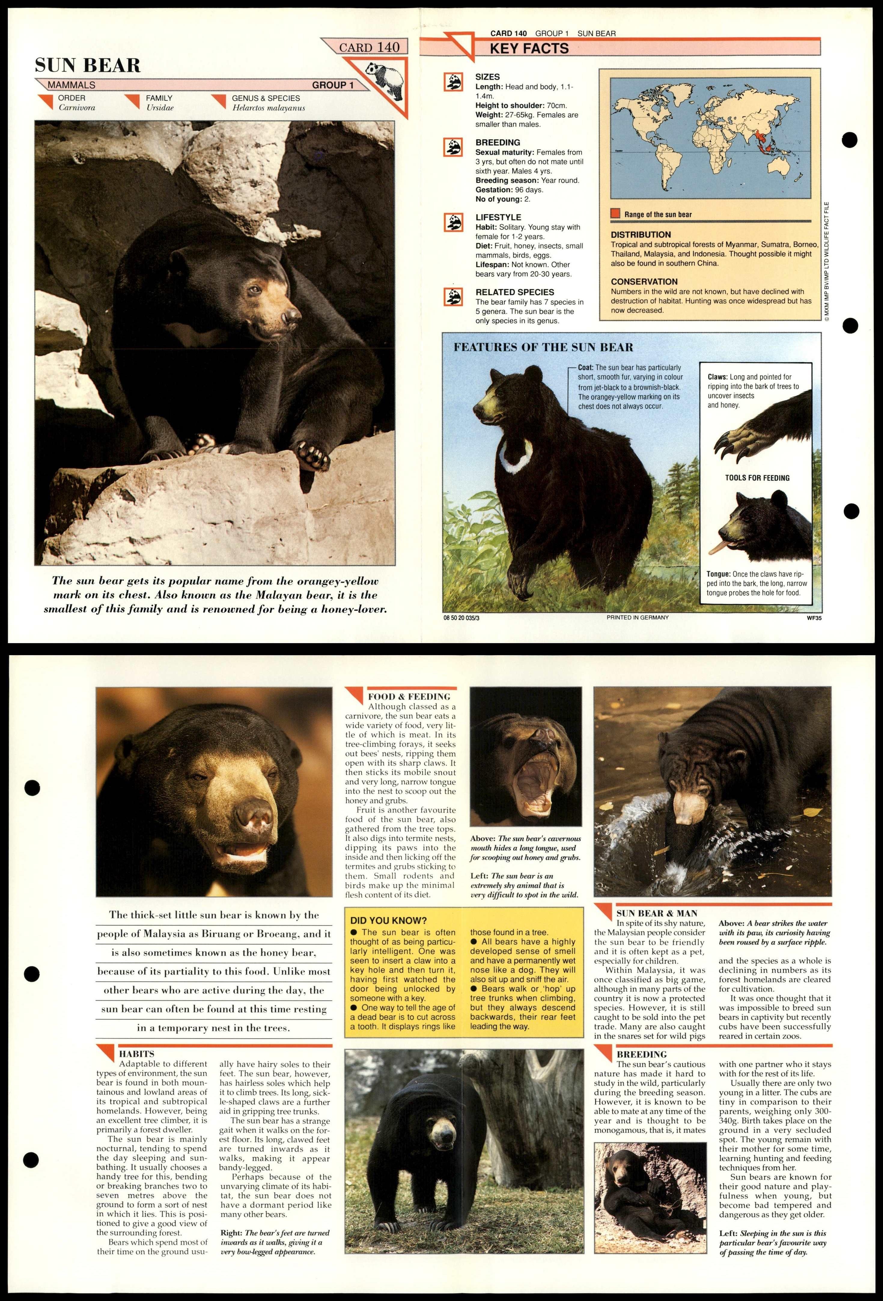 Sun Bear #140 Mammals Wildlife Fact File Fold-Out Card