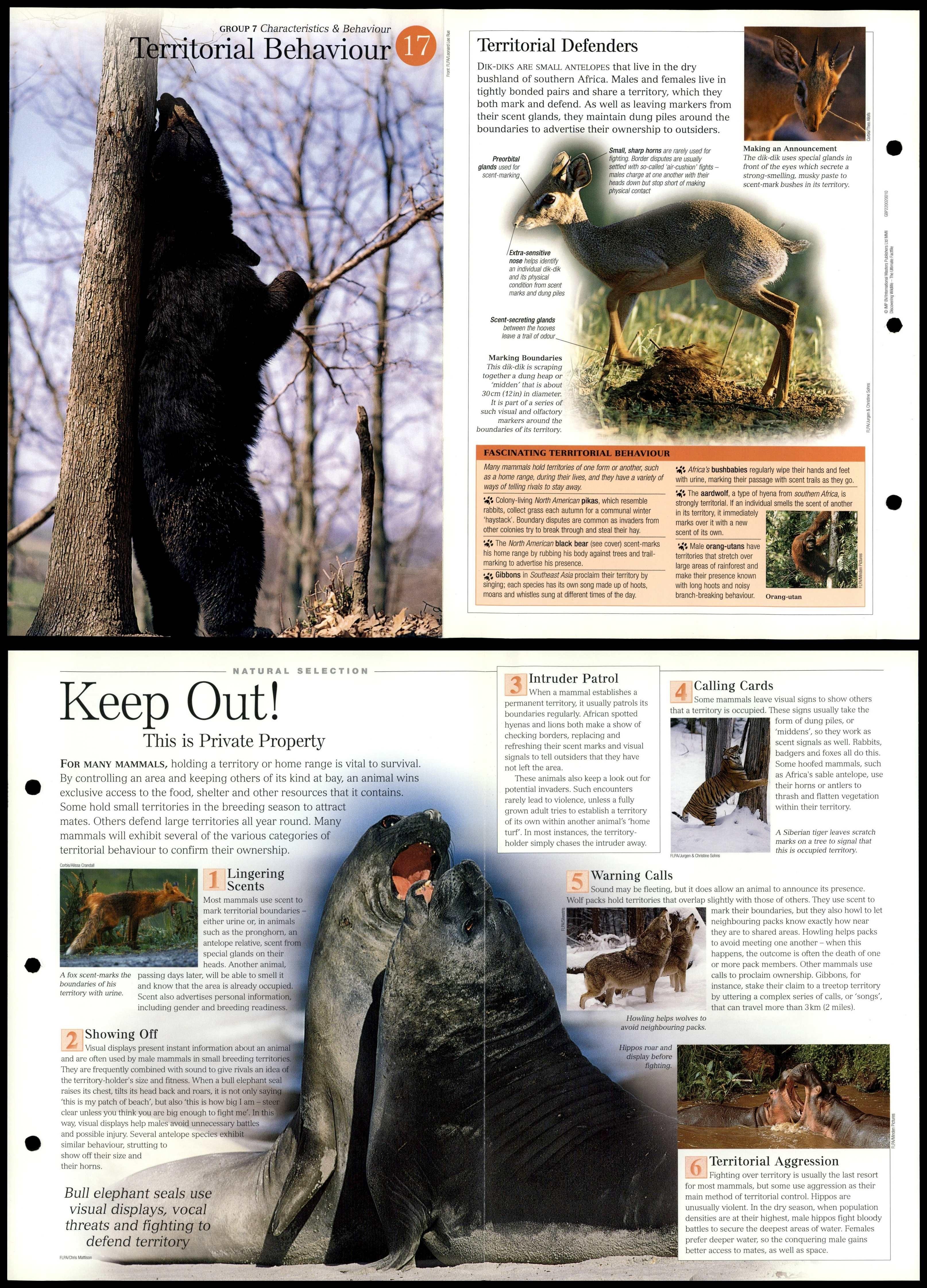 Territorial Behaviour #17 Characteristics - Discovering Wildlife Fact ...