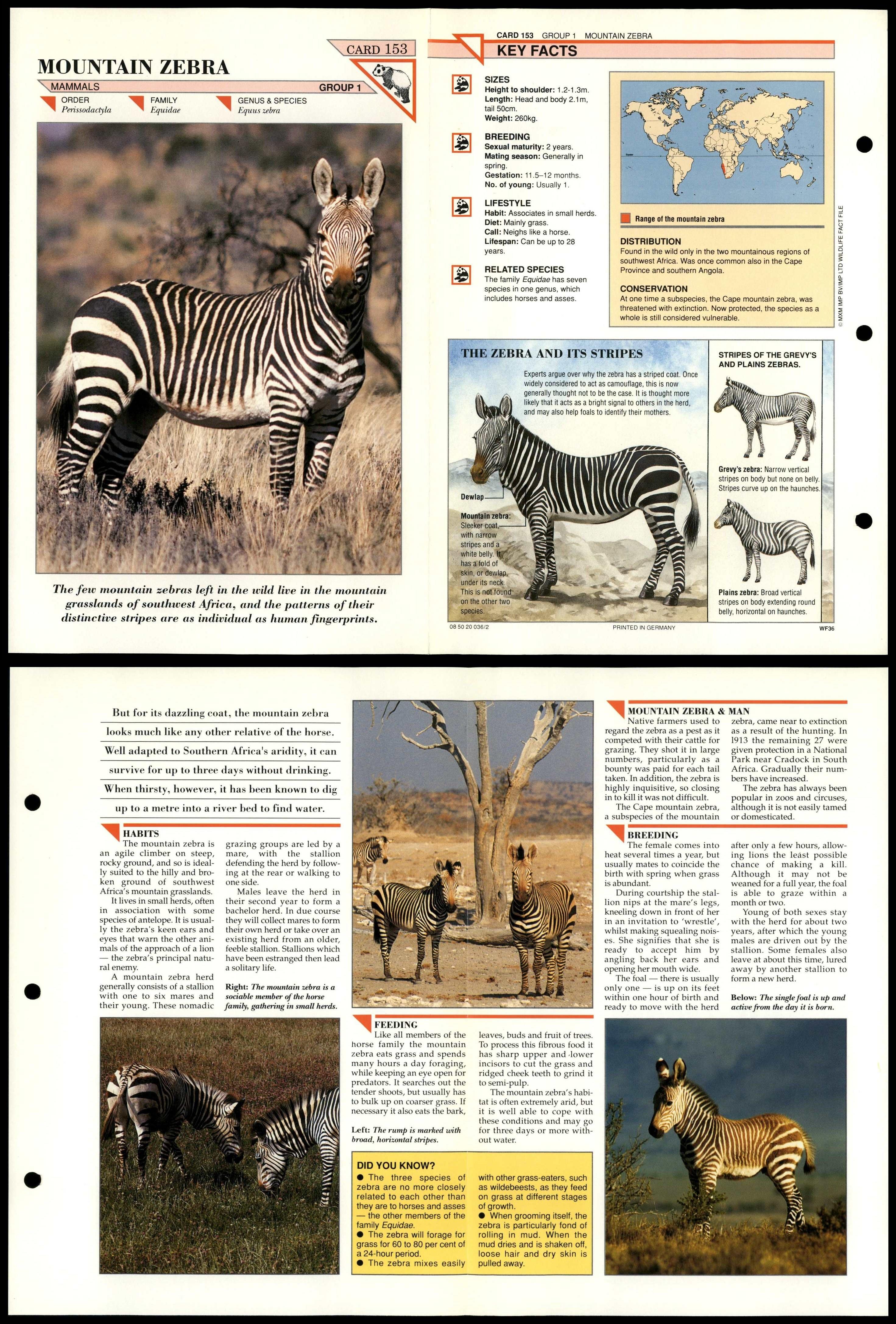 Mountain Zebra 153 Mammals Wildlife Fact File Fold Out Card