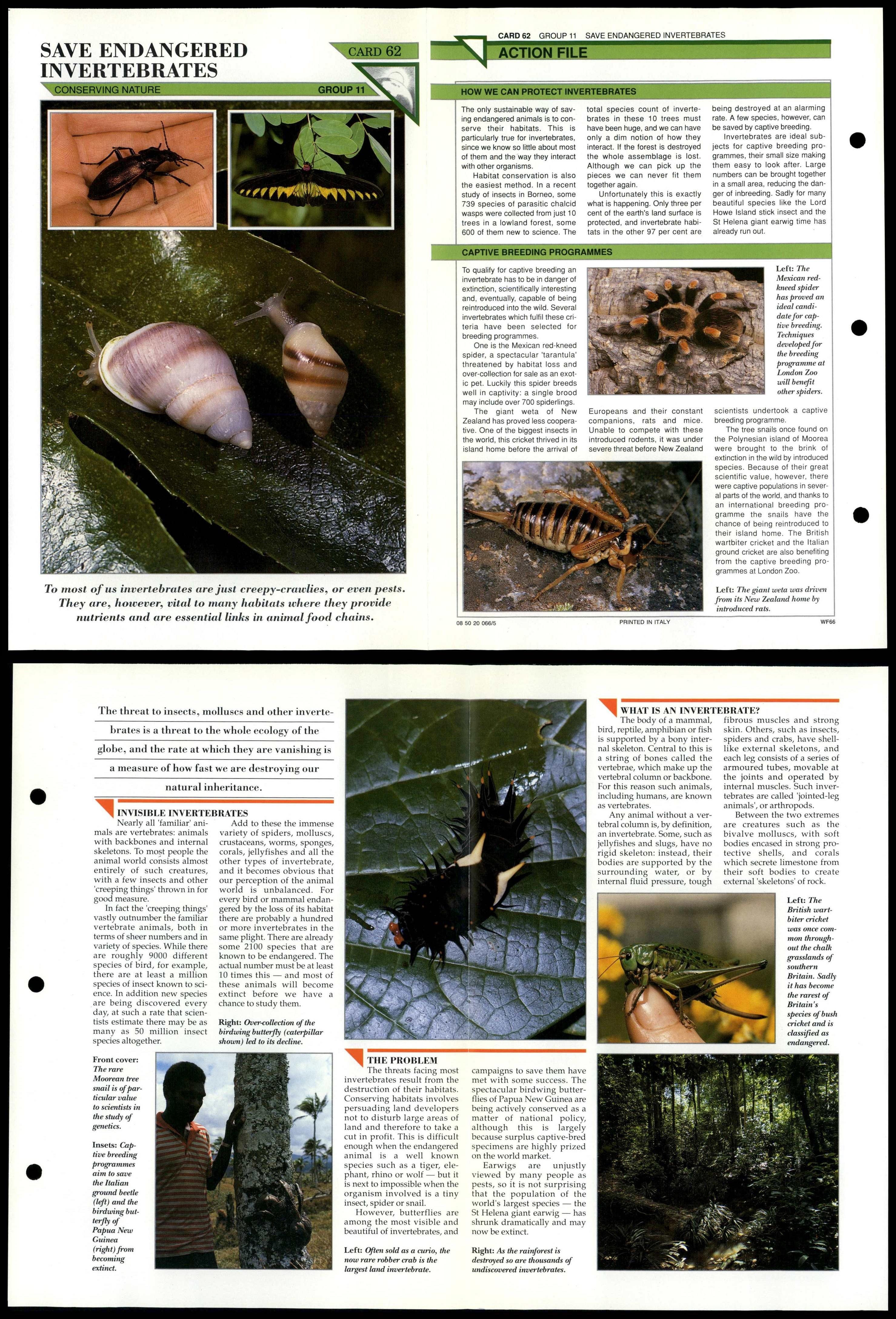 Save Endangered Invertebrates #62 Conservation Wildlife Fact File Fold ...