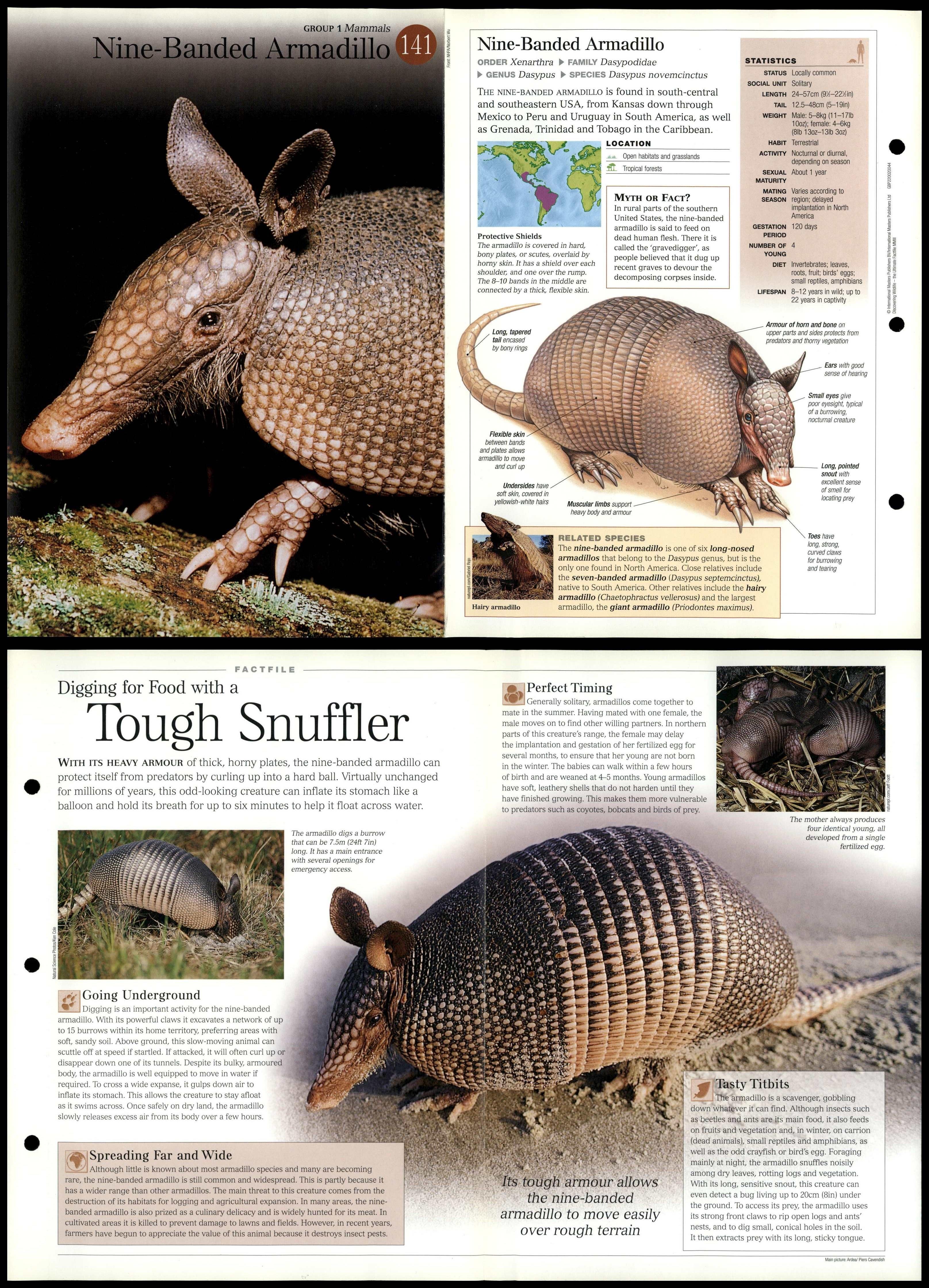 Nine-Banded Armadillo #141 Mammals - Discovering Wildlife Fact File Card