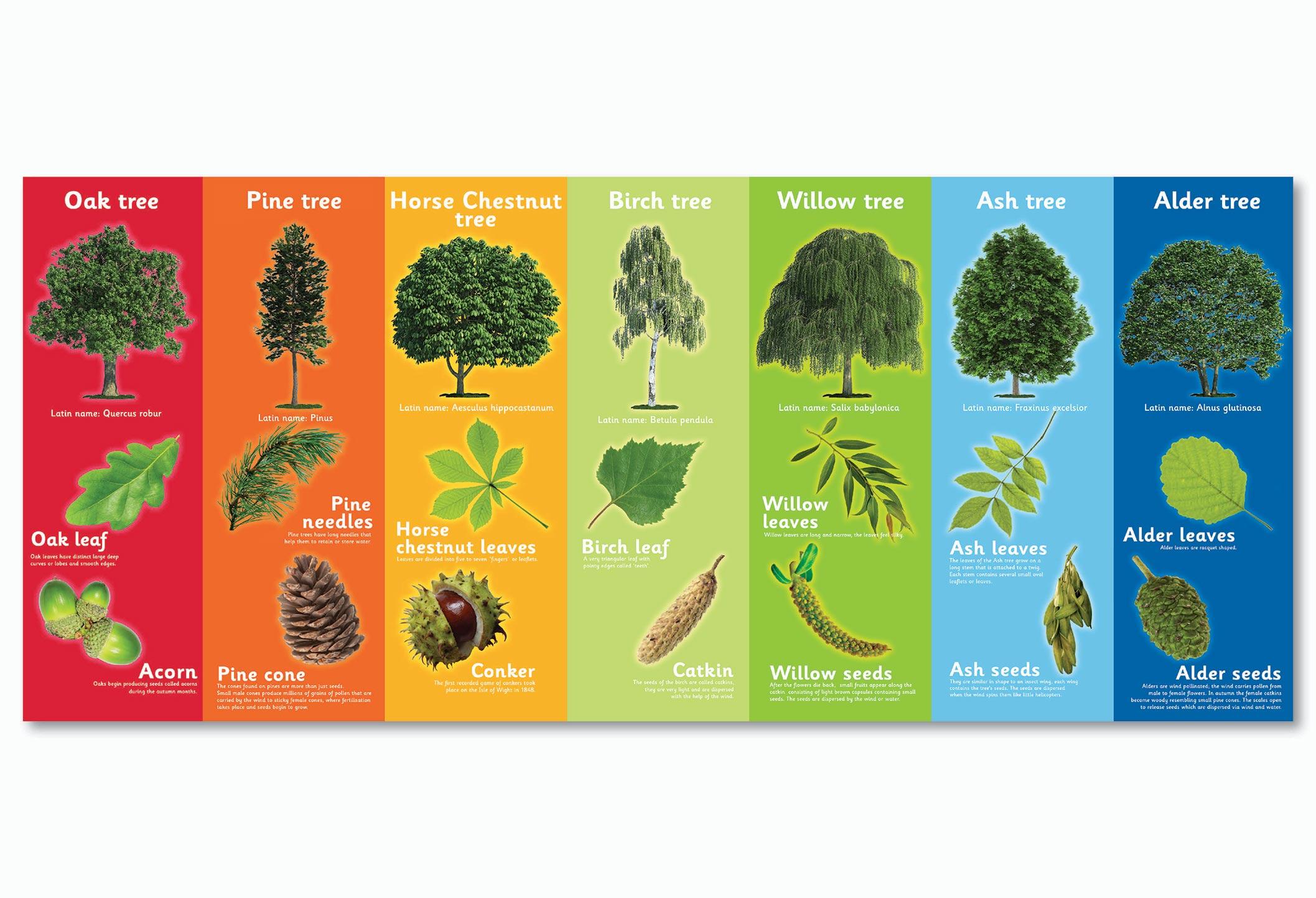 Native British Trees Sign Playground Signs Snappy Jack Signs