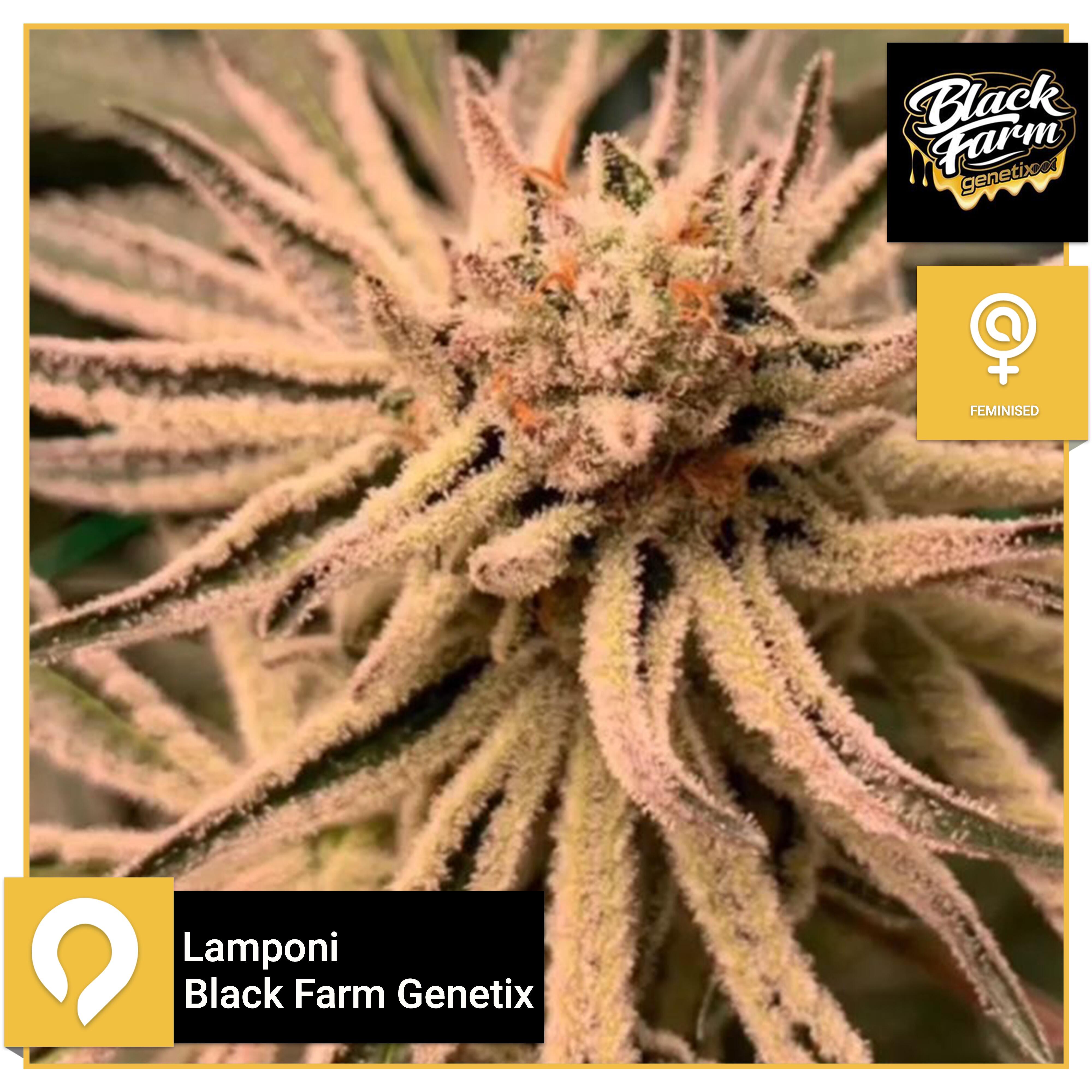 Lamponi - Black Farm Genetix - Feminised Seeds | Kazam Seeds