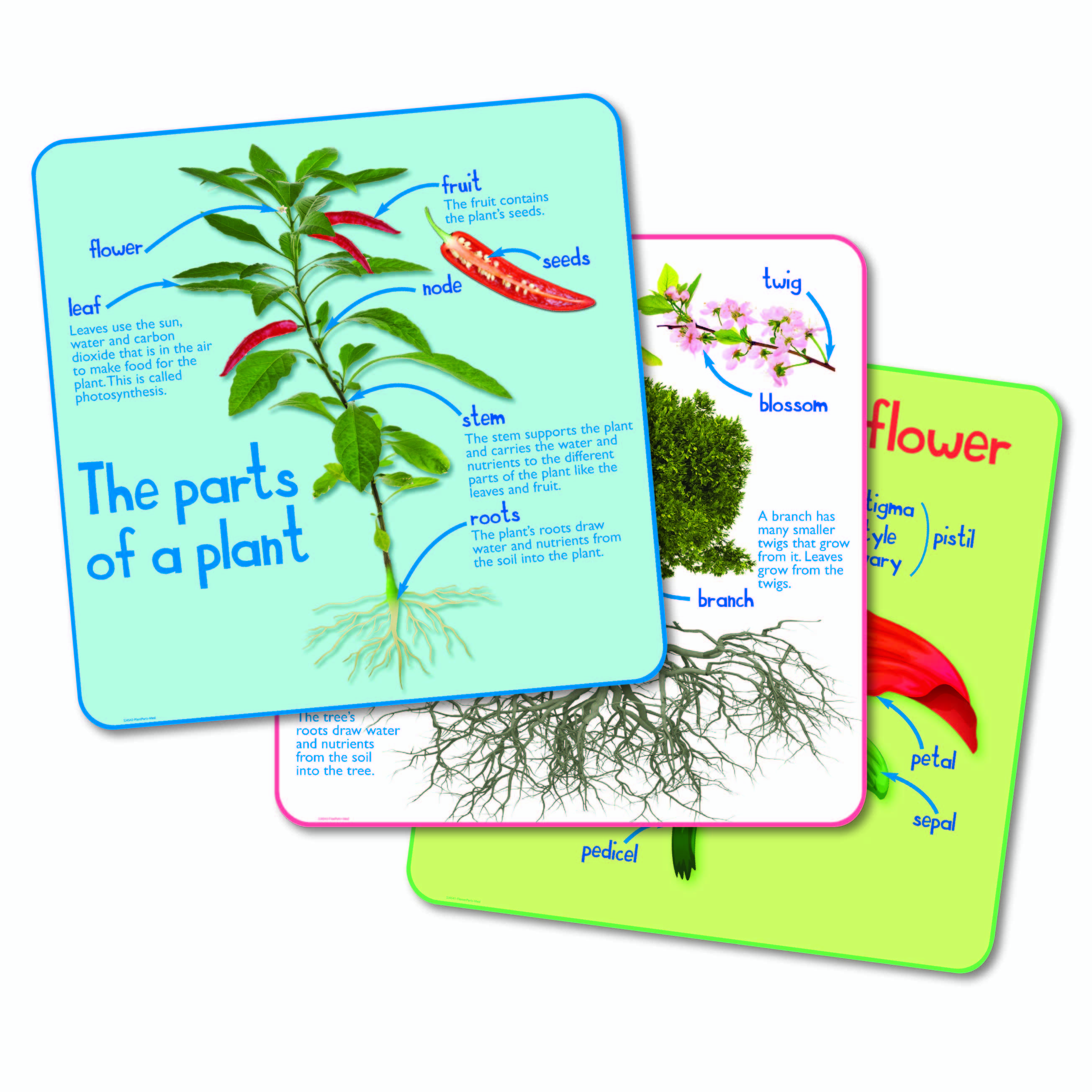 Parts Of A Flower Plant And Tree