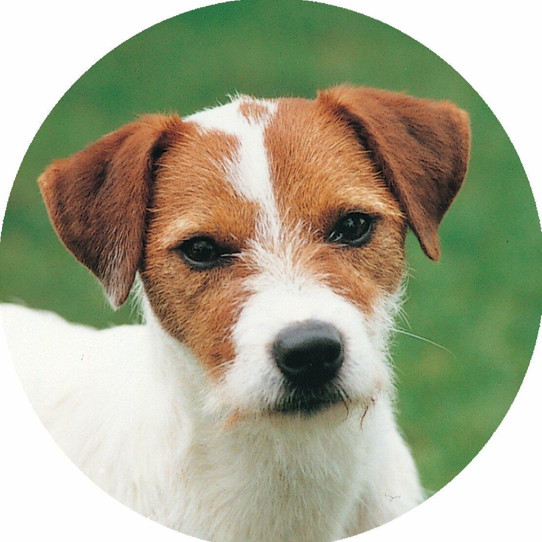 Jack Russell Coasters Wholesale | Perfect Pets B2B UK Collection