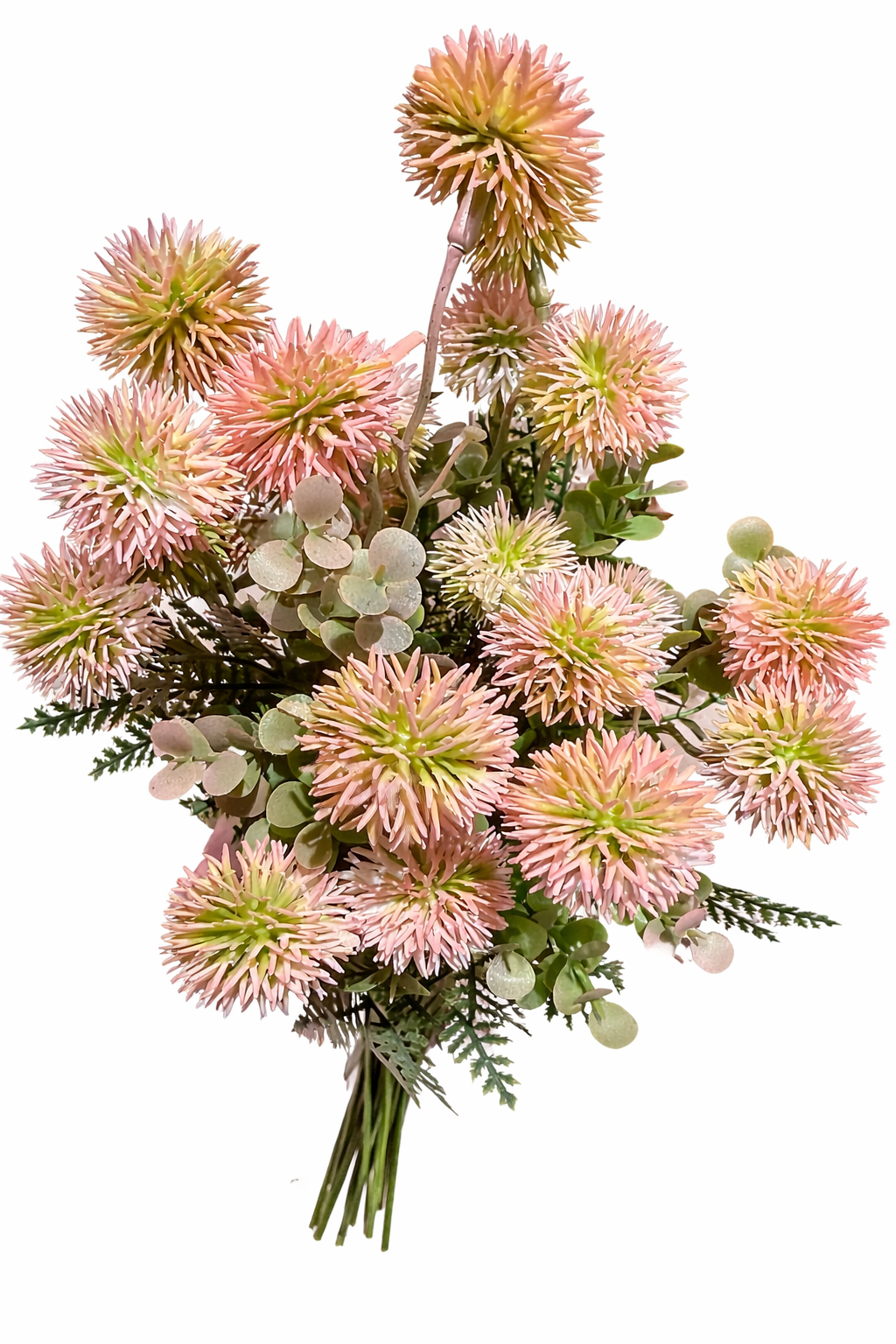 Santolina Chamaecyparissus Bush 38cm - Pink