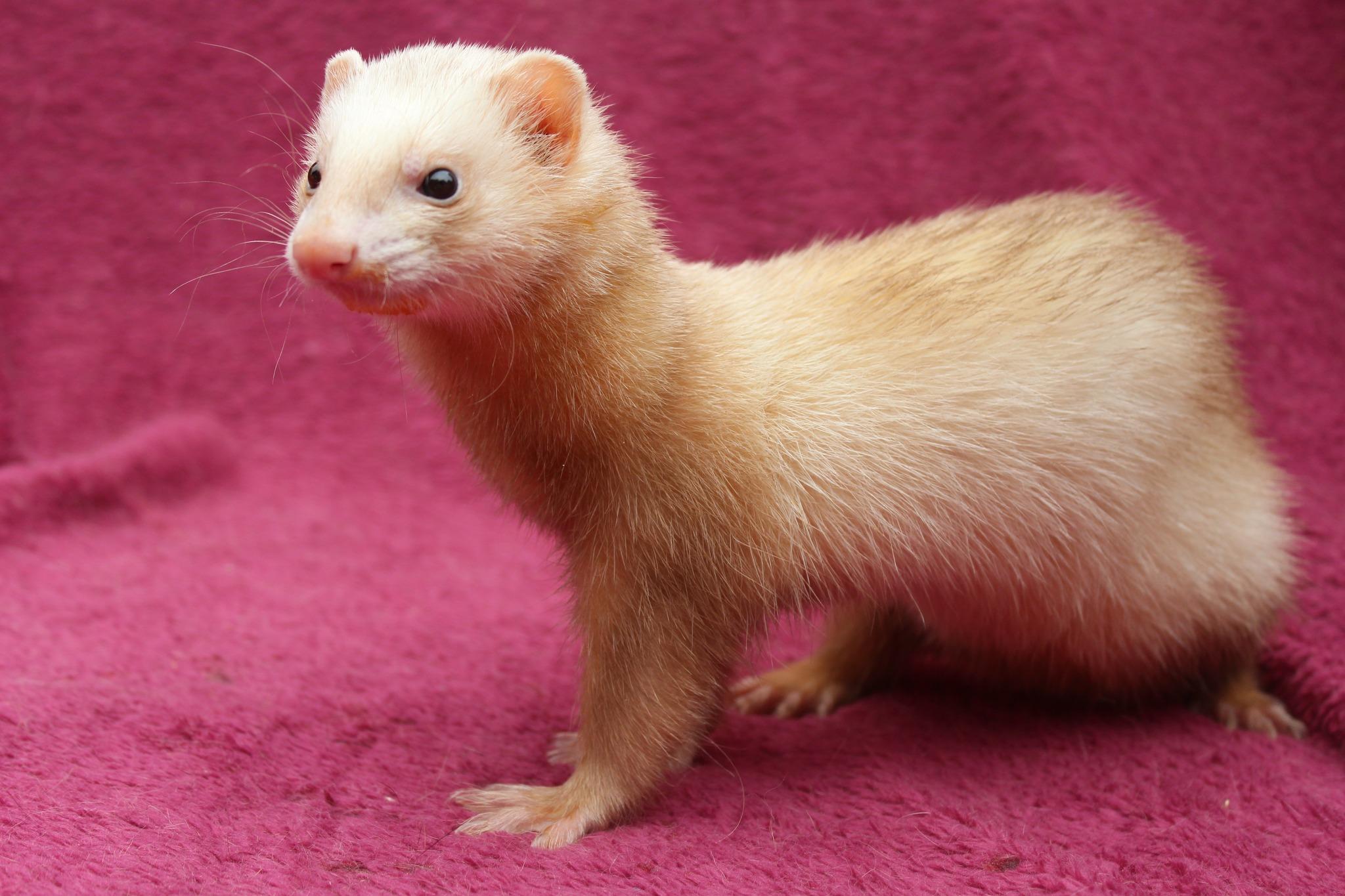 Adopt a Ferret