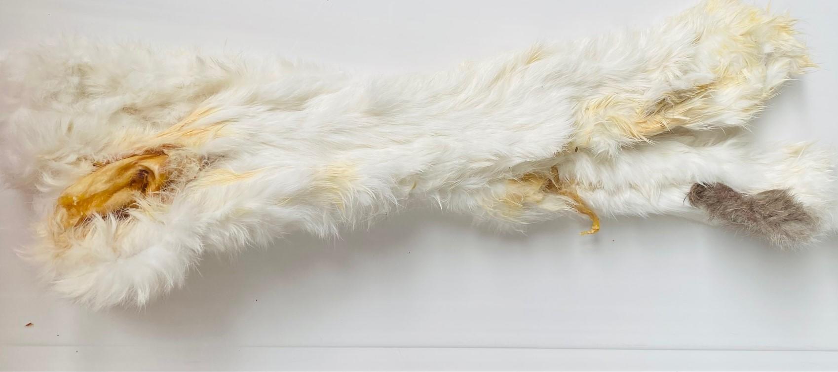 Rabbit Skin with Fur - High-Quality Product A completely natural treat ...