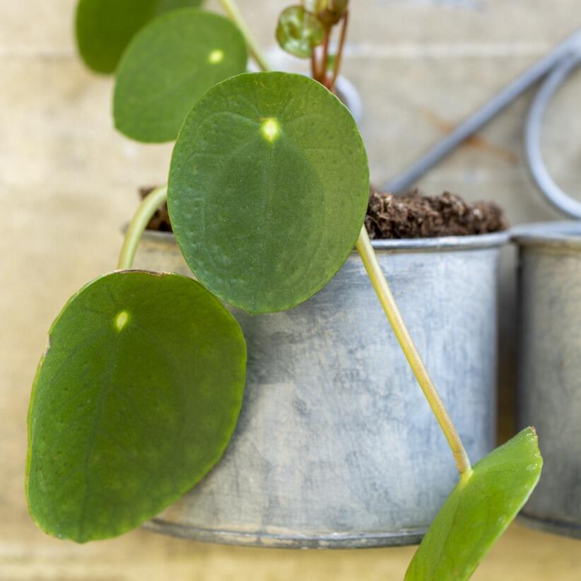 Rustic Wall Planter | Shop Vintage Style Home & Garden Decor