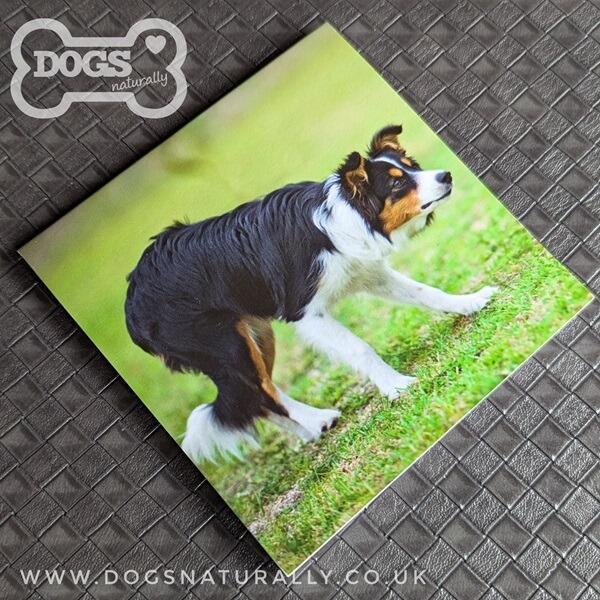 (Tri Colour) Border Collie Magnetic Note Pad (Square)