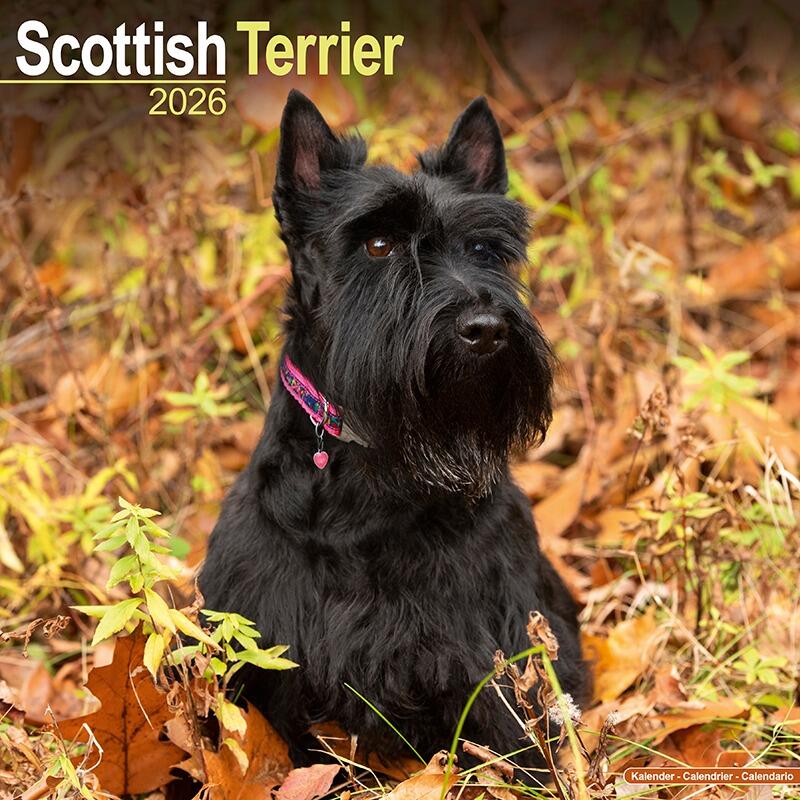 Scottish Terrier Calendar 2026