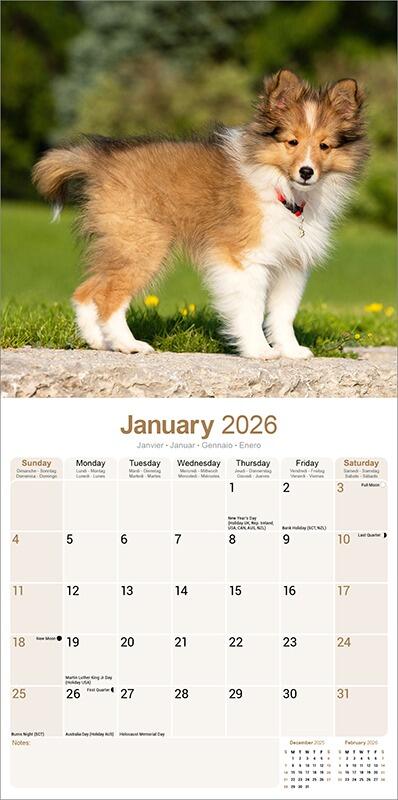 Shetland Sheepdog Calendar 2026