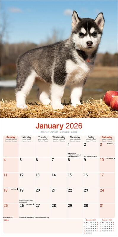 Siberian Husky Calendar 2026