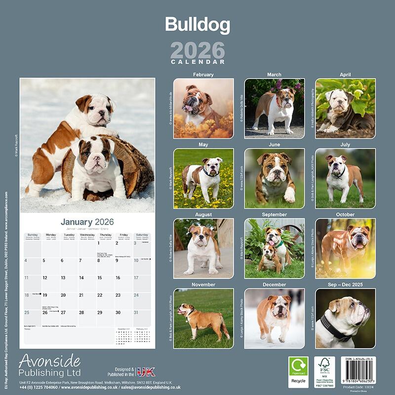 ENGLISH BULLDOG Calendar 2026