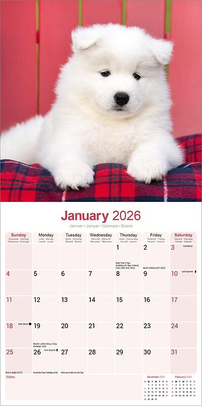 Samoyed Calendar 2026
