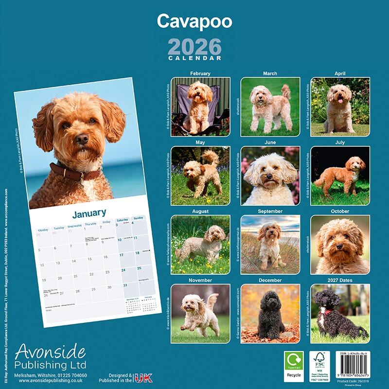 Cavapoo Calendar 2026