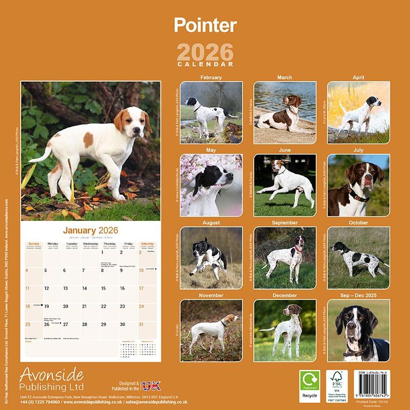 English Pointer Calendar 2026