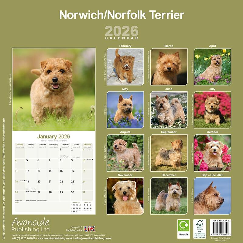 Norwich/Norfolk Terrier Calendar 2025