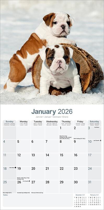 ENGLISH BULLDOG Calendar 2026