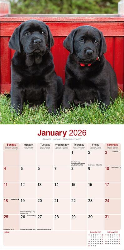 Black Labrador Calendar 2026