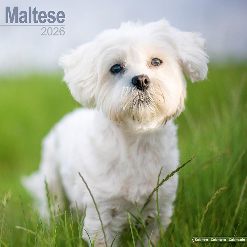 Maltese Calendar 2026