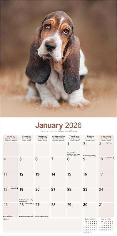 Basset Hound Calendar 2026