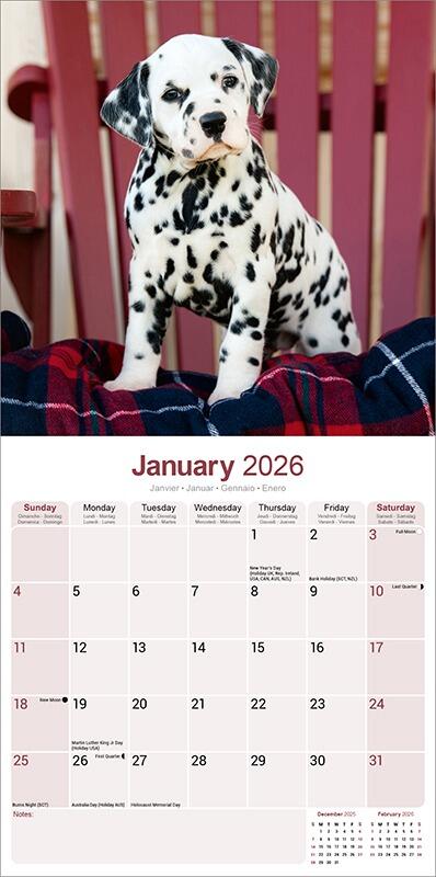 Dalmatian Calendar 2026