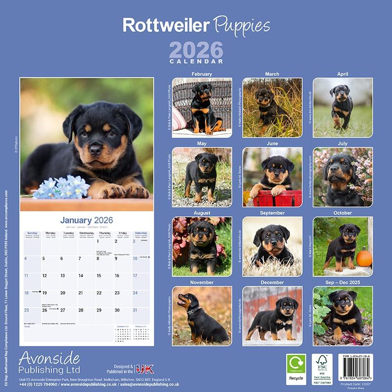 Rottweiler Puppies Calendar 2026