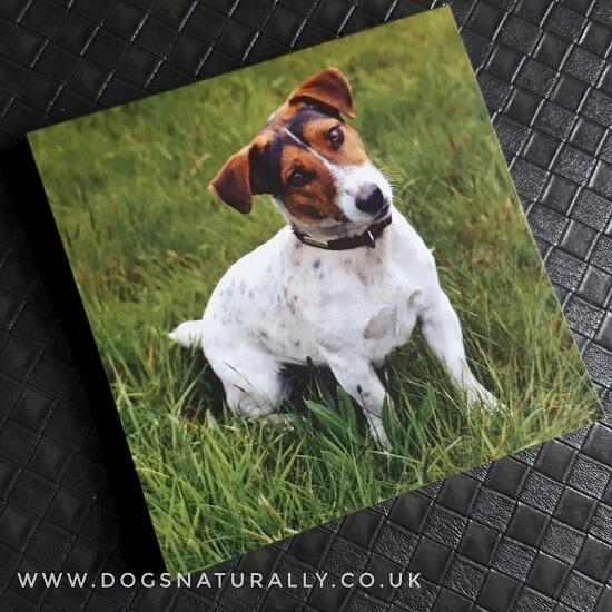Jack Russell Dog Breed Gifts