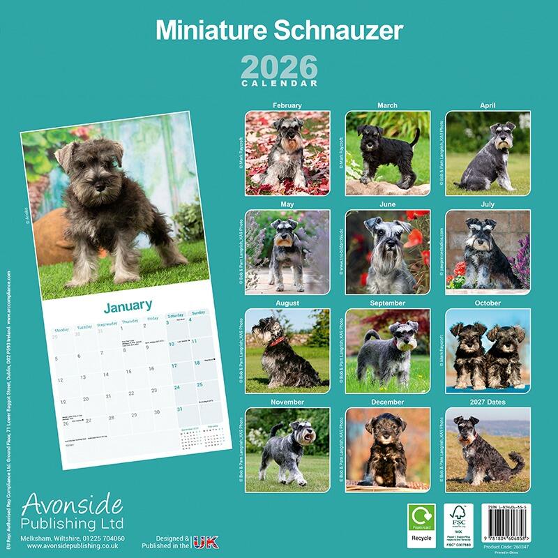 Miniature Schnauzer Calendar 2026