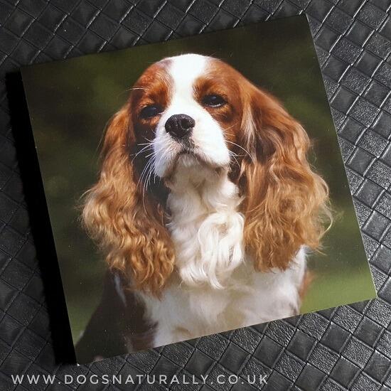 Cavalier King Charles Spaniel Dog Lover Gifts