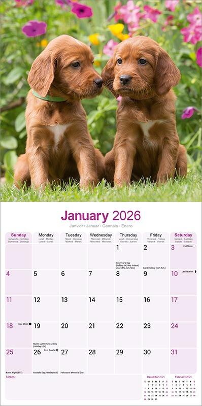 Irish Setter Calendar 2026