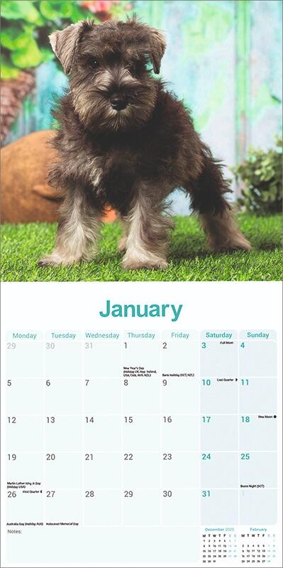 Miniature Schnauzer Calendar 2026