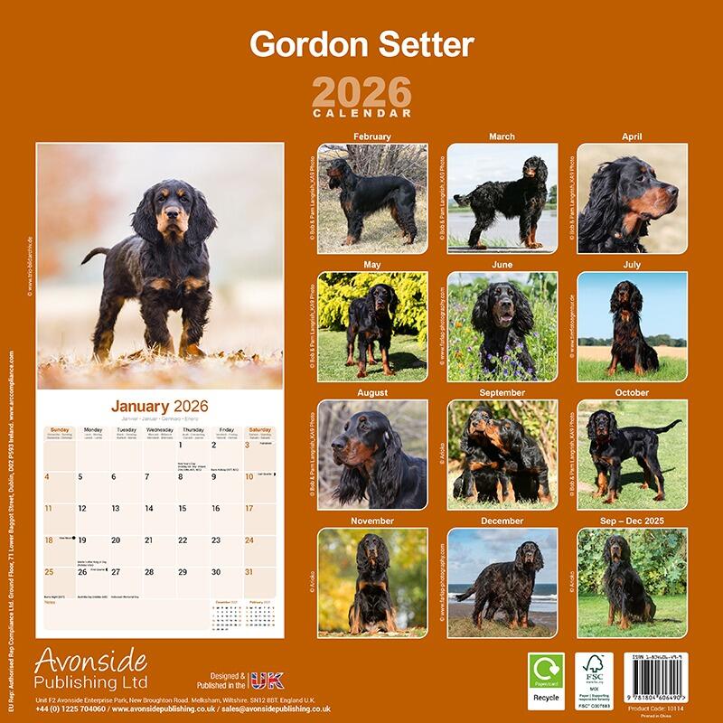 Gordon Setter Calendar 2026