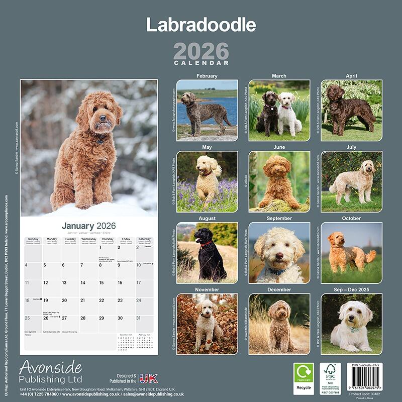 Labradoodle Calendar 2026