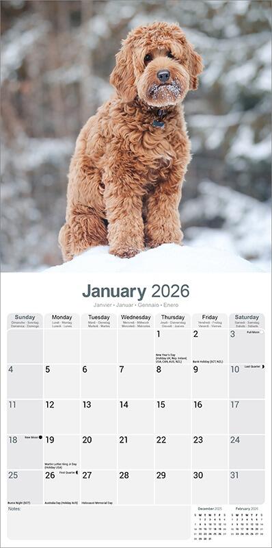 Labradoodle Calendar 2026