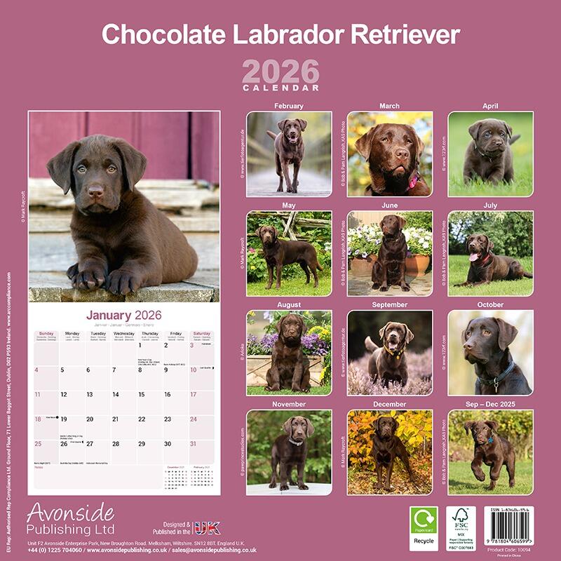 Chocolate Labrador Calendar 2026