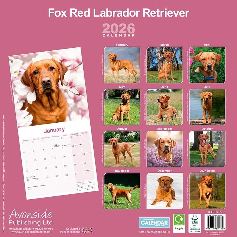 Fox Red Labrador Calendar 2026