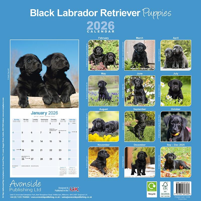 Black Labrador Puppies Calendar 2026