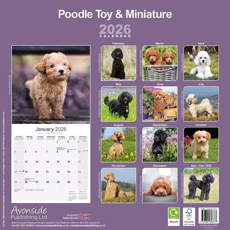 Toy & Miniature Poodle Calendar 2026