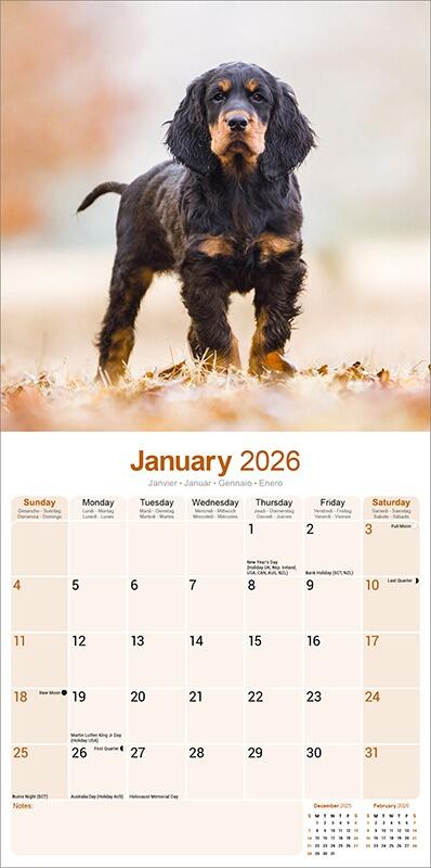 Gordon Setter Calendar 2026