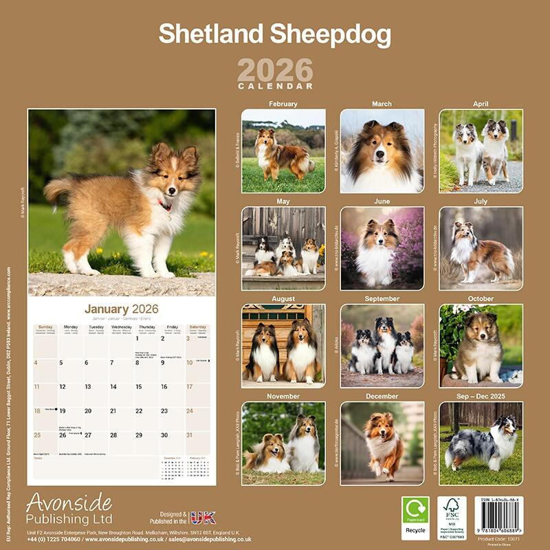 Shetland Sheepdog Calendar 2026