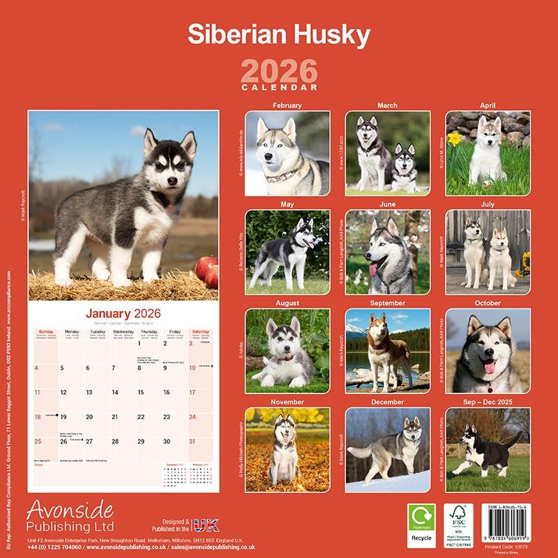 Siberian Husky Calendar 2026