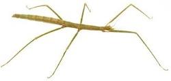 Living Twig